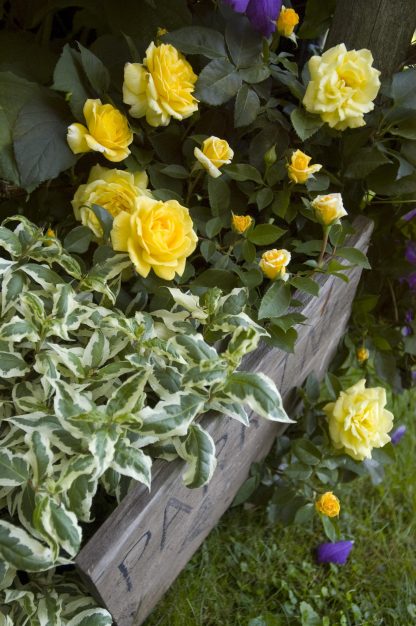 ‘High Voltage’ Shrub Rose – Friends of the Parks and Trails