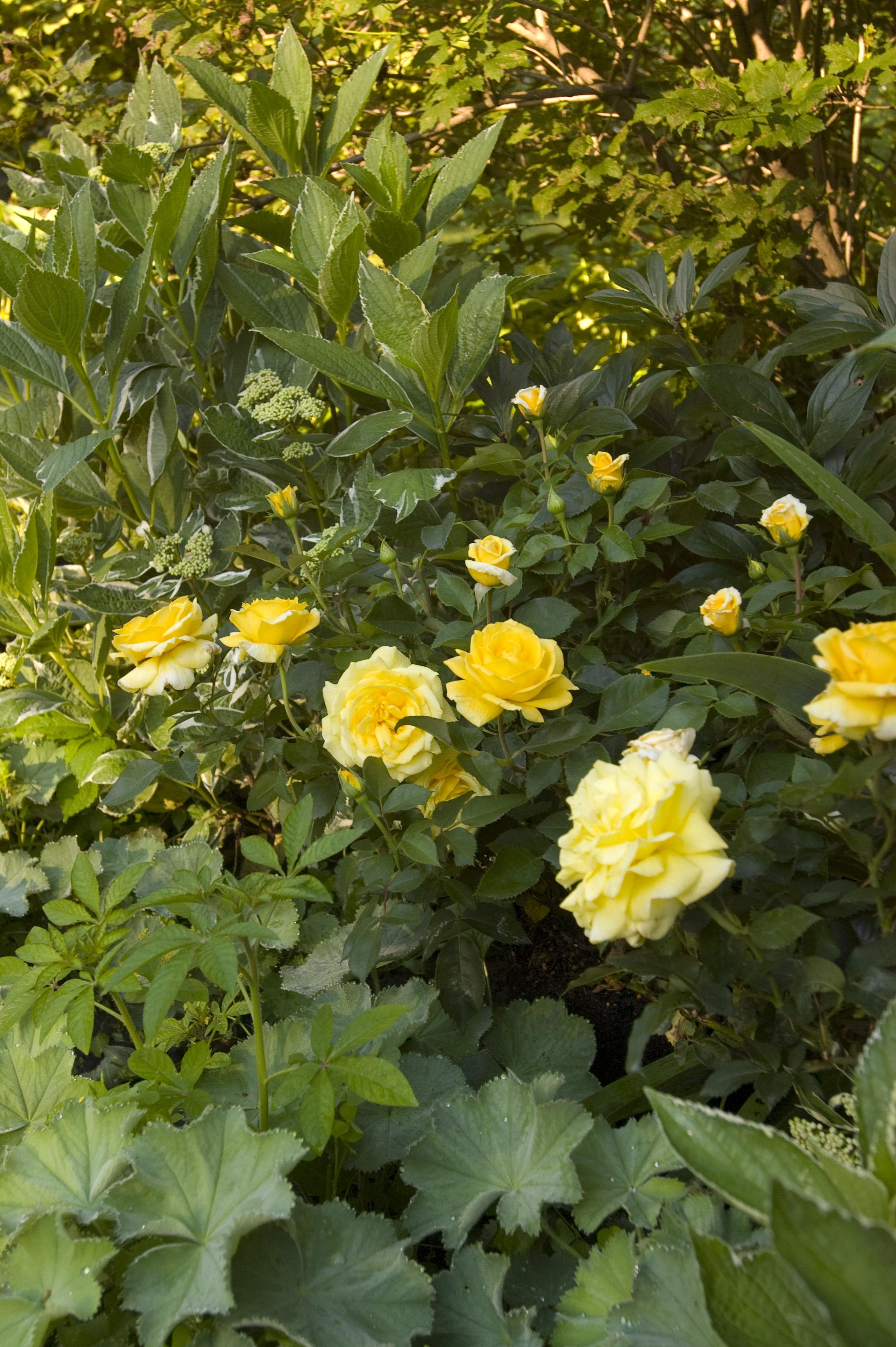‘High Voltage’ Shrub Rose – Friends of the Parks and Trails