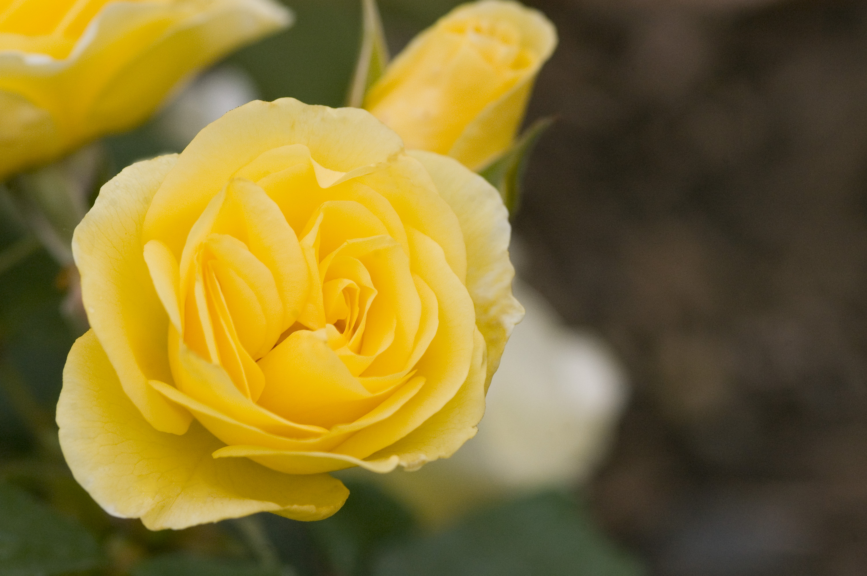 ‘High Voltage’ Shrub Rose – Friends of the Parks and Trails