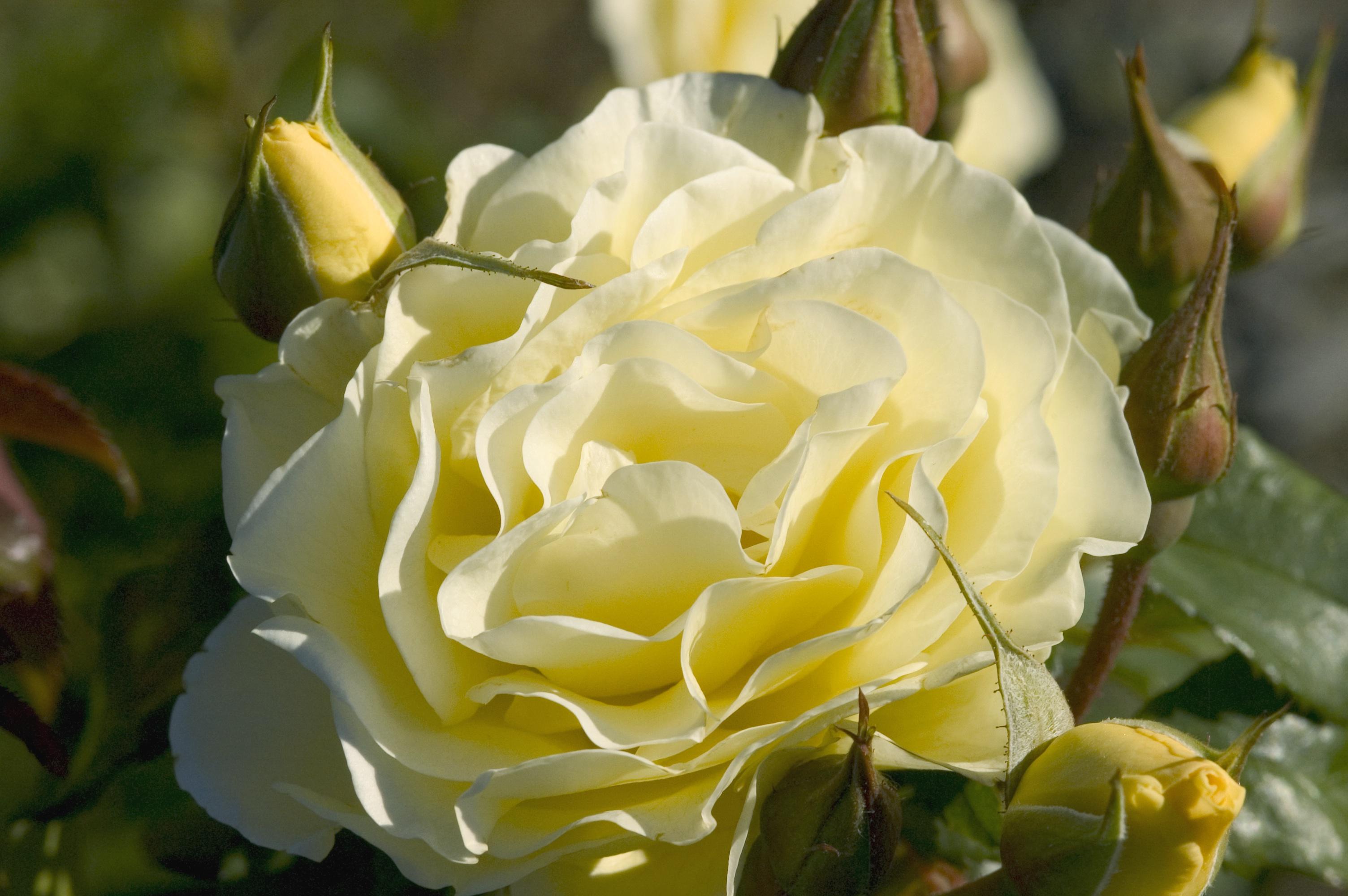 ‘High Voltage’ Shrub Rose – Friends of the Parks and Trails