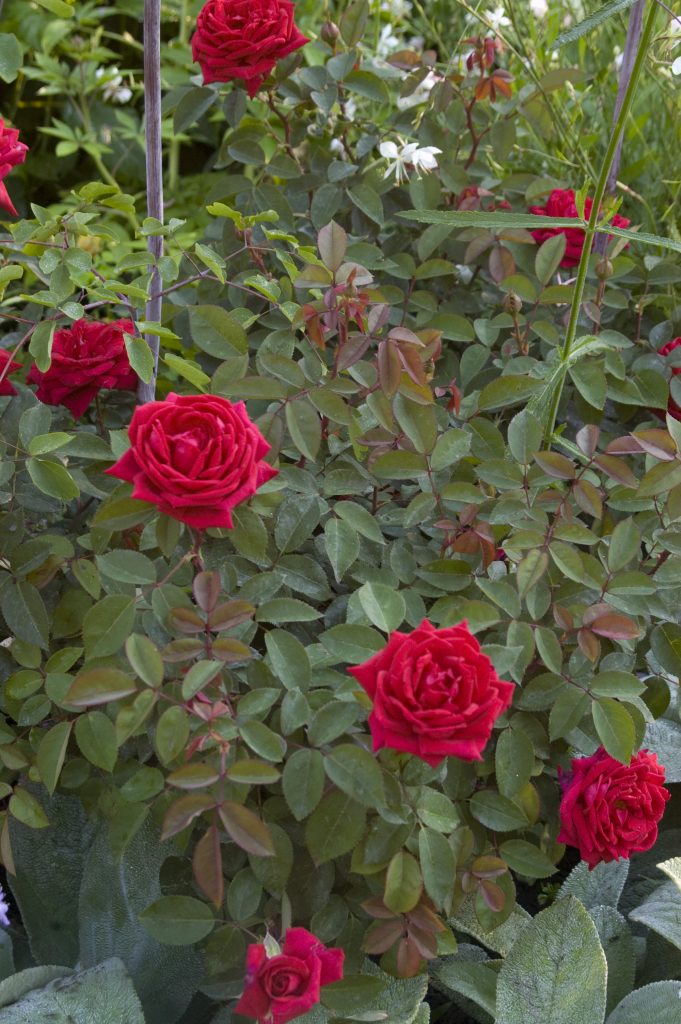 Easy Elegance Kashmir Rose – Friends of the Parks and Trails