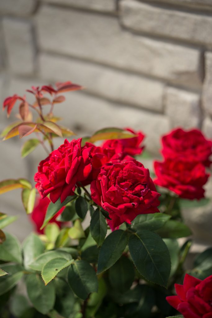 Easy Elegance Kashmir Rose – Friends of the Parks and Trails